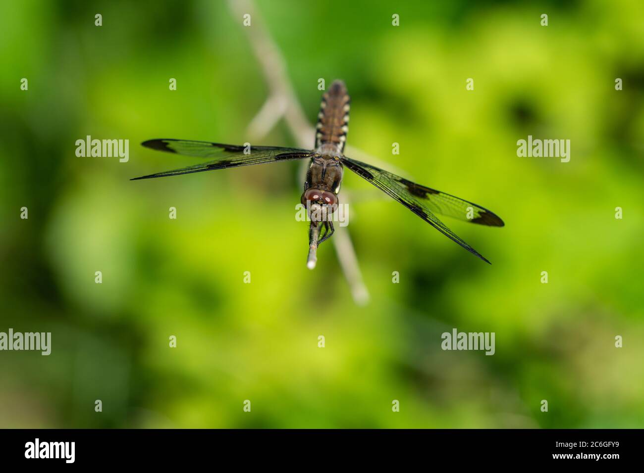 Common Whitetail Dragonfly in Springtime Stock Photo - Alamy