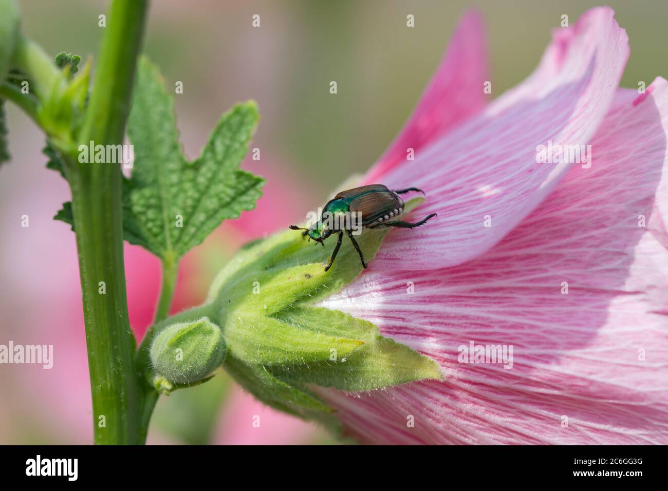 Popillia japonica japanese metallic beetle hi-res stock photography and ...