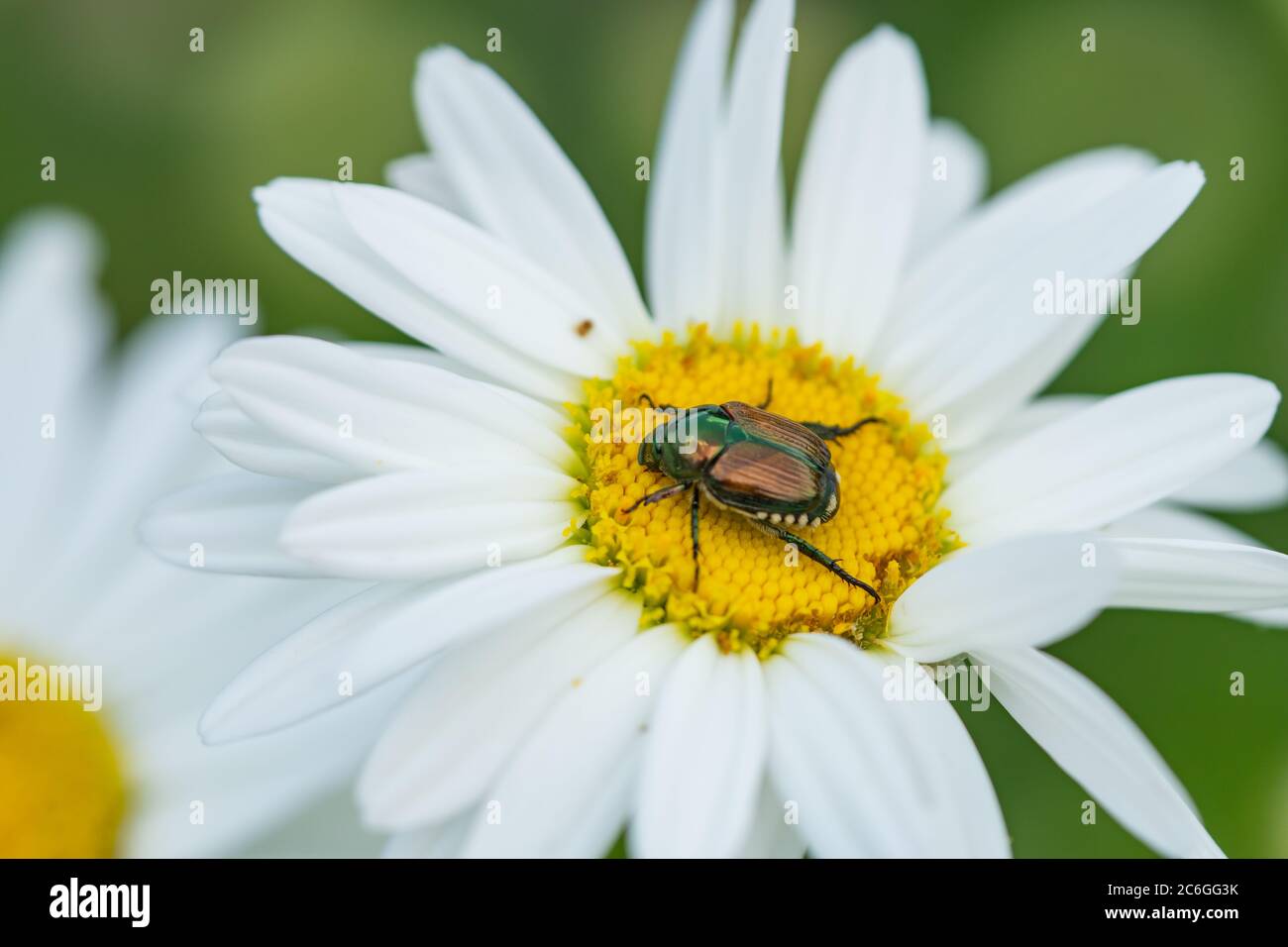 Japanese metallic beetle hi-res stock photography and images - Alamy
