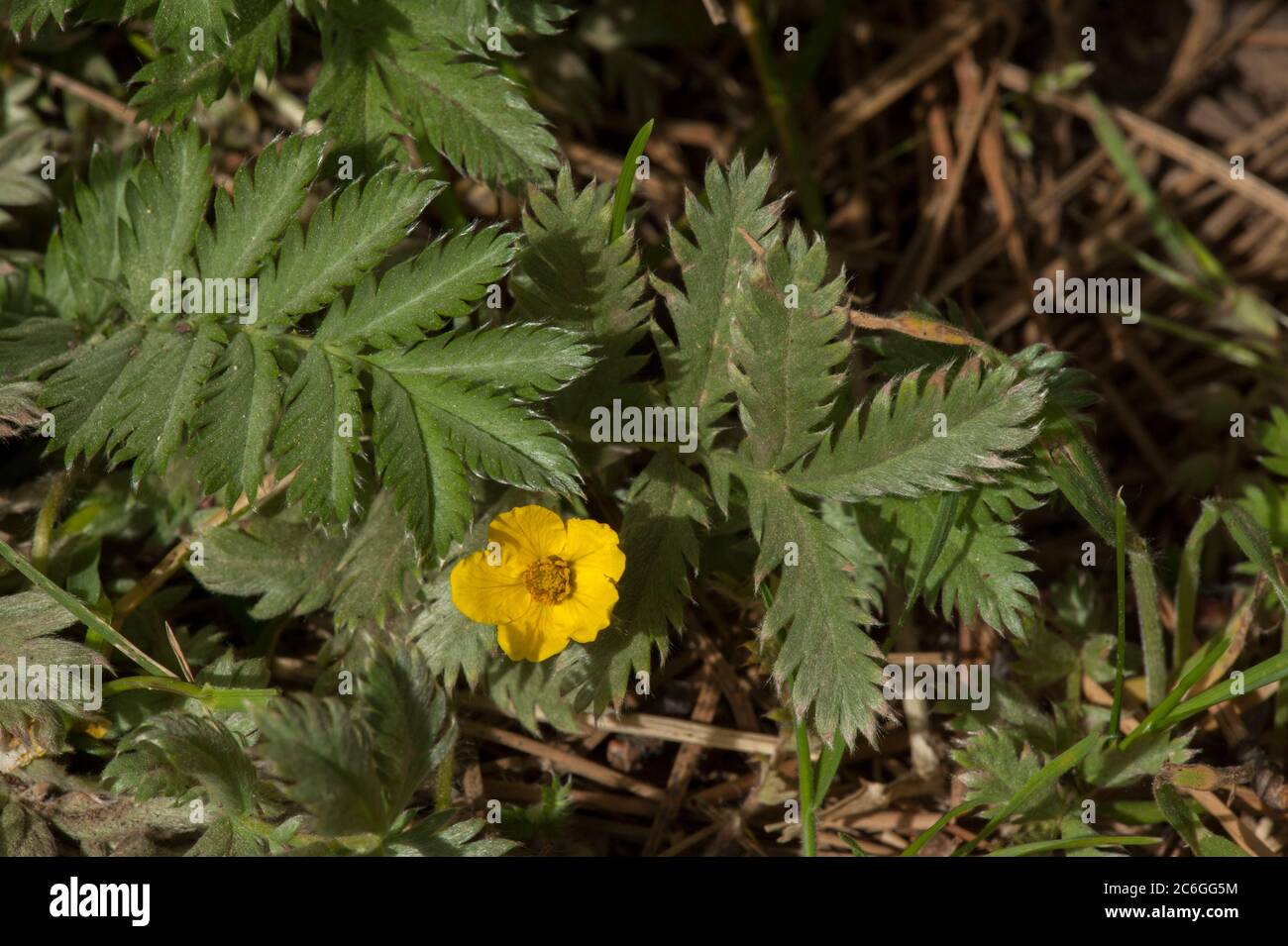 Common Silverweed (Argentina anserina) a wildflower common to most of ...