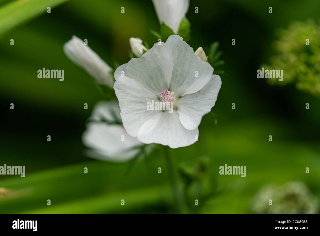 White musk mallow close up hi-res stock photography and images - Alamy