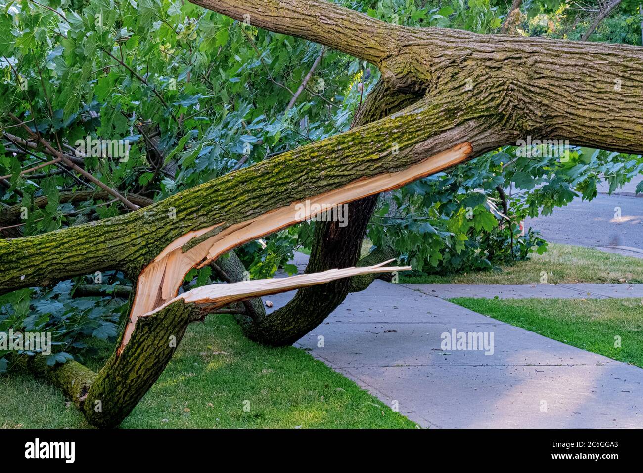 Cracked branch hi-res stock photography and images - Alamy