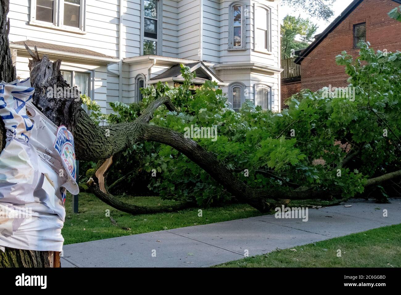 Tree in sidewalk hi-res stock photography and images - Alamy