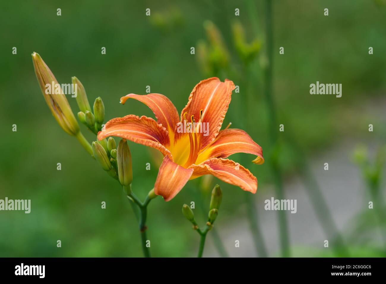 Daylily botanical hi-res stock photography and images - Alamy