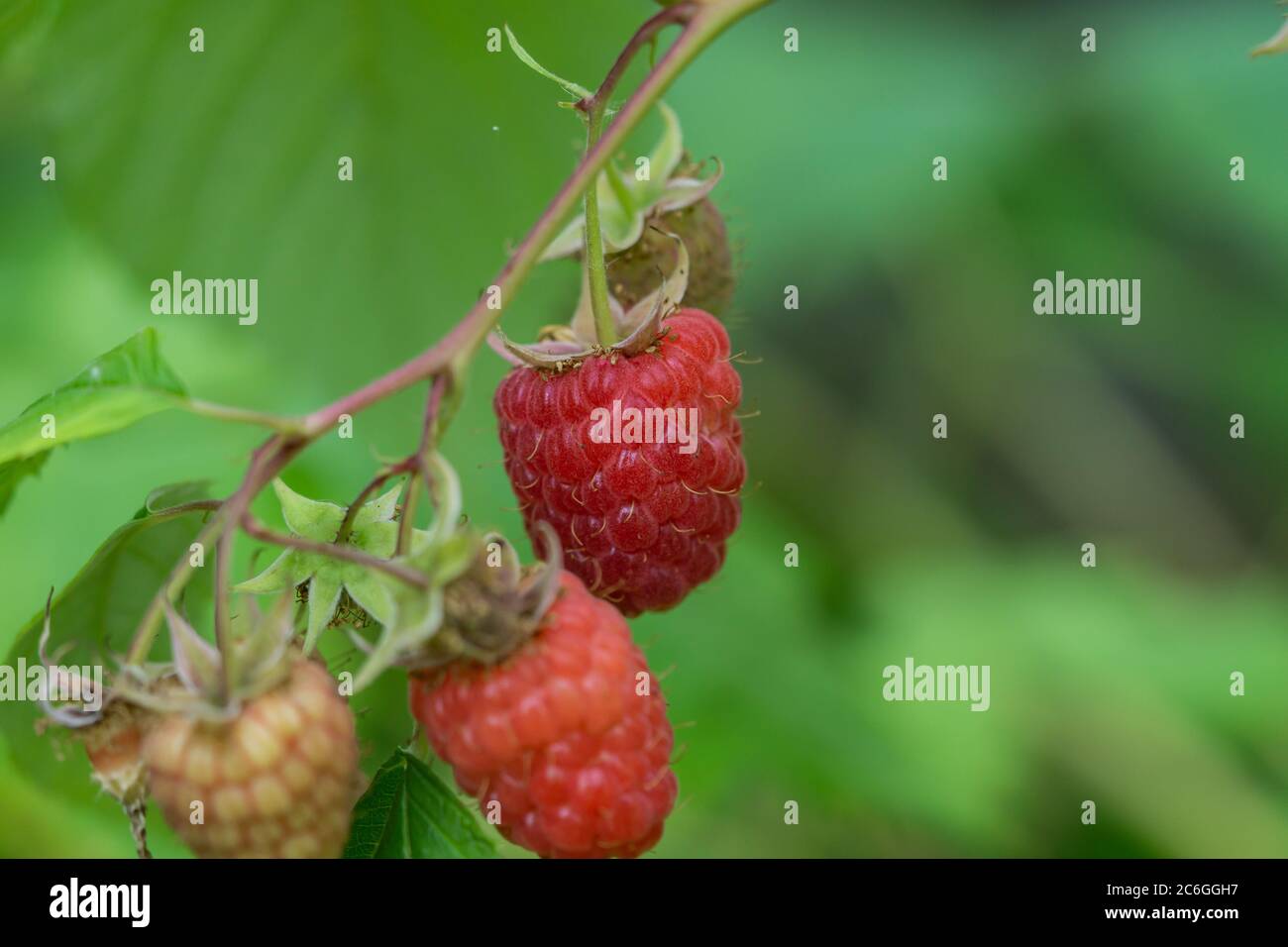 Raspberry Fruits in Summer Stock Photo - Alamy