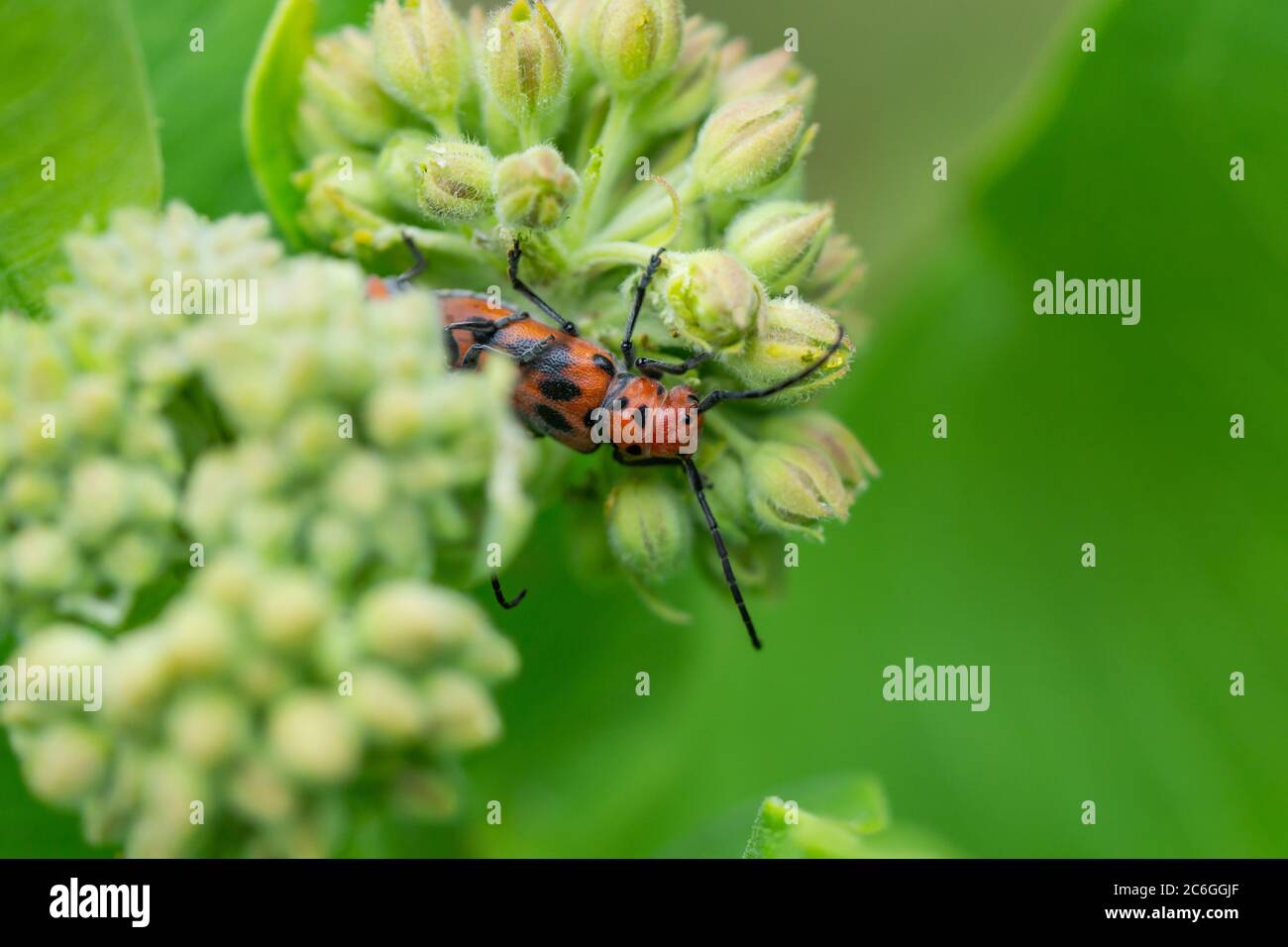 Red and black milkweed insects hi-res stock photography and images - Alamy