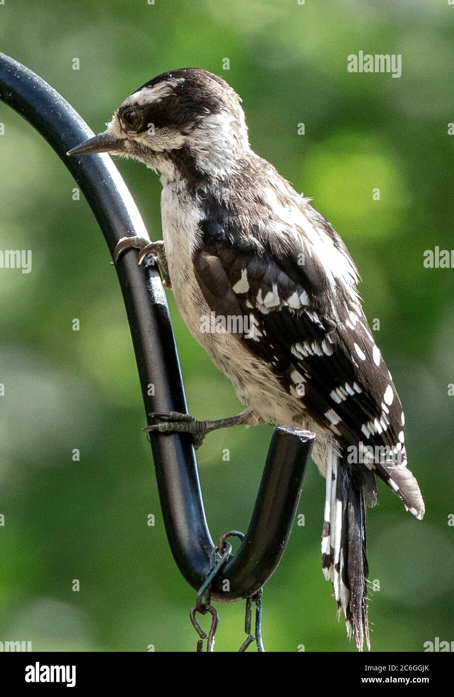 On the perch Stock Photo - Alamy