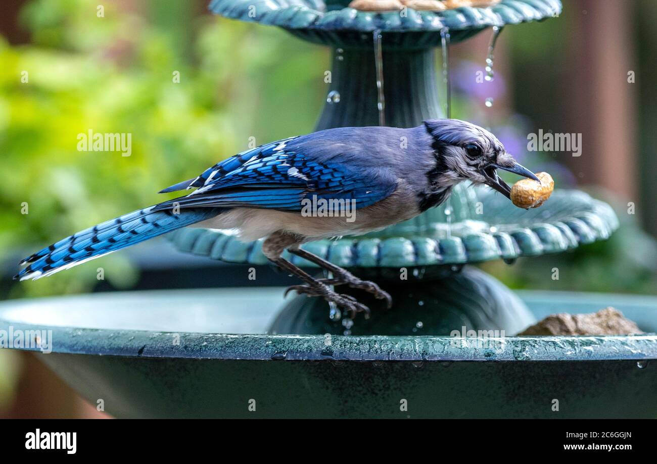Bird with a nut Stock Photo - Alamy