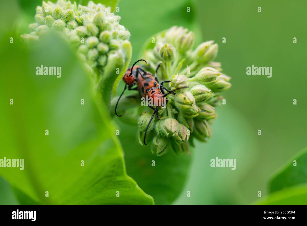 Red and black milkweed insects hi-res stock photography and images - Alamy