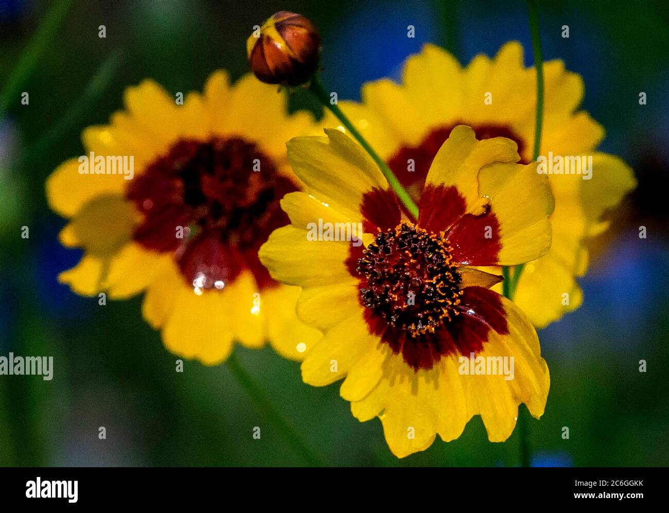 Open flower hearts hi-res stock photography and images - Alamy