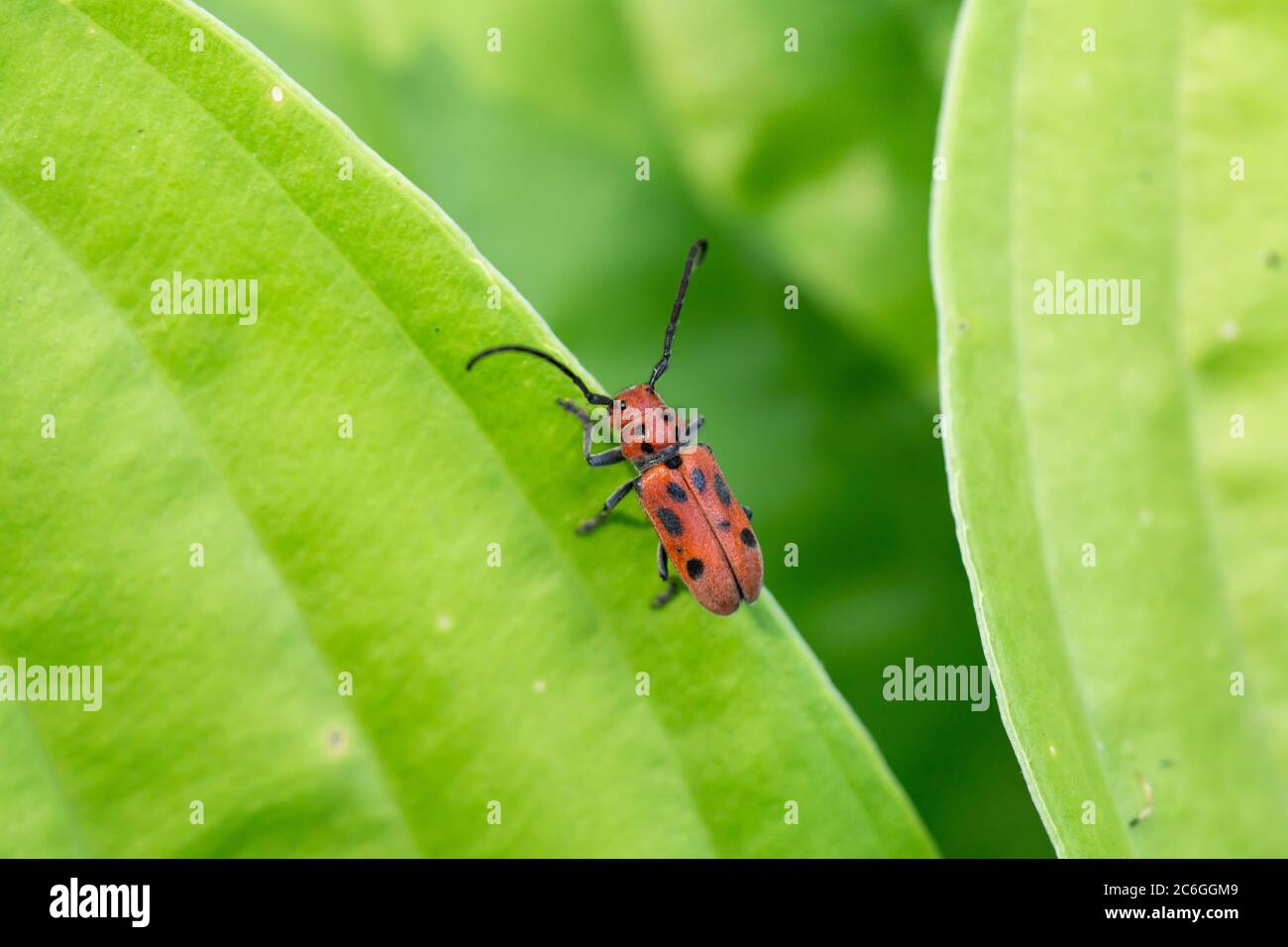 Red and black milkweed insects hi-res stock photography and images - Alamy