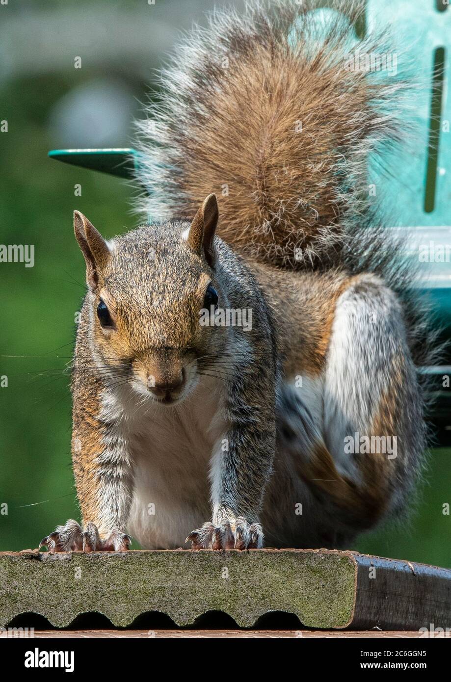 Bushy tail hi-res stock photography and images - Alamy