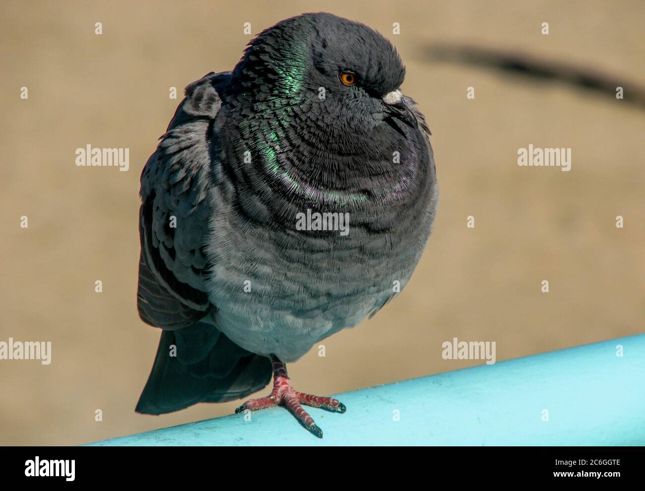 Fence hopping hi-res stock photography and images - Alamy