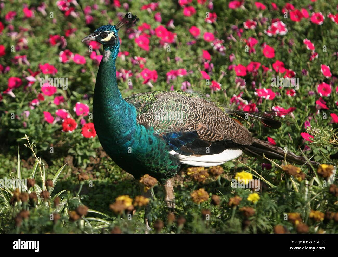 Peacock walks hi-res stock photography and images - Alamy