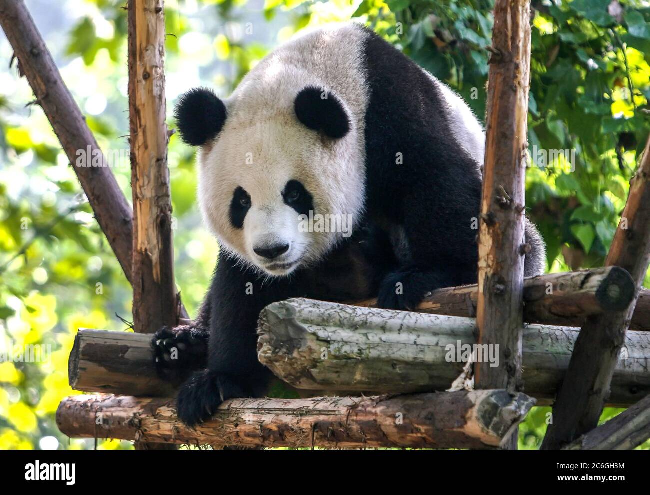 Pand in the wild hi-res stock photography and images - Alamy