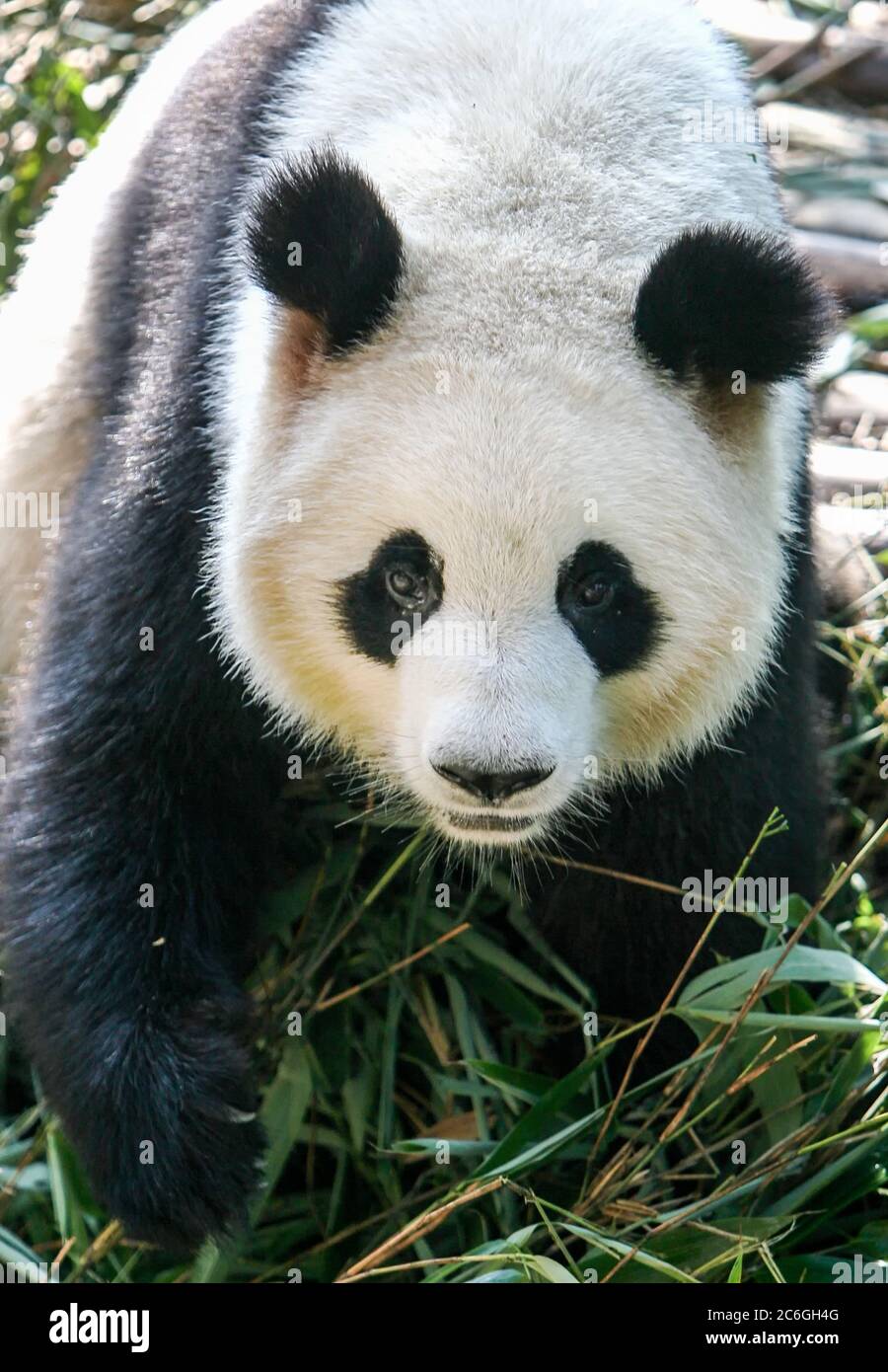 Pand chengdu china hi-res stock photography and images - Alamy