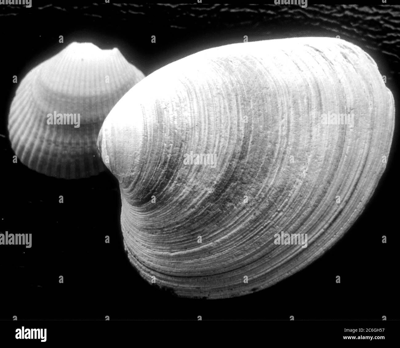 Still life of shells Black and White Stock Photos & Images - Alamy