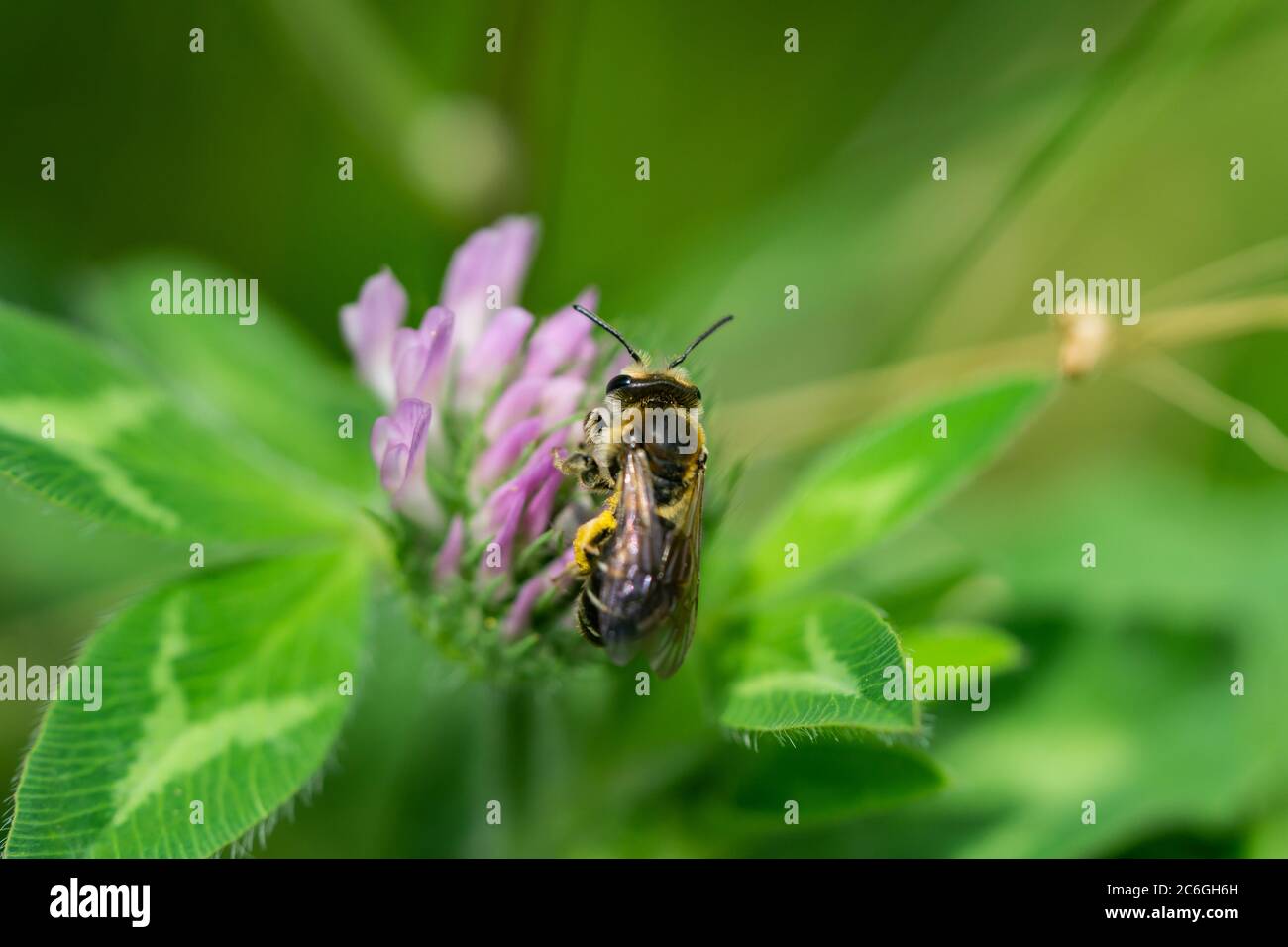 Red Clover Bee High Resolution Stock Photography and Images - Alamy