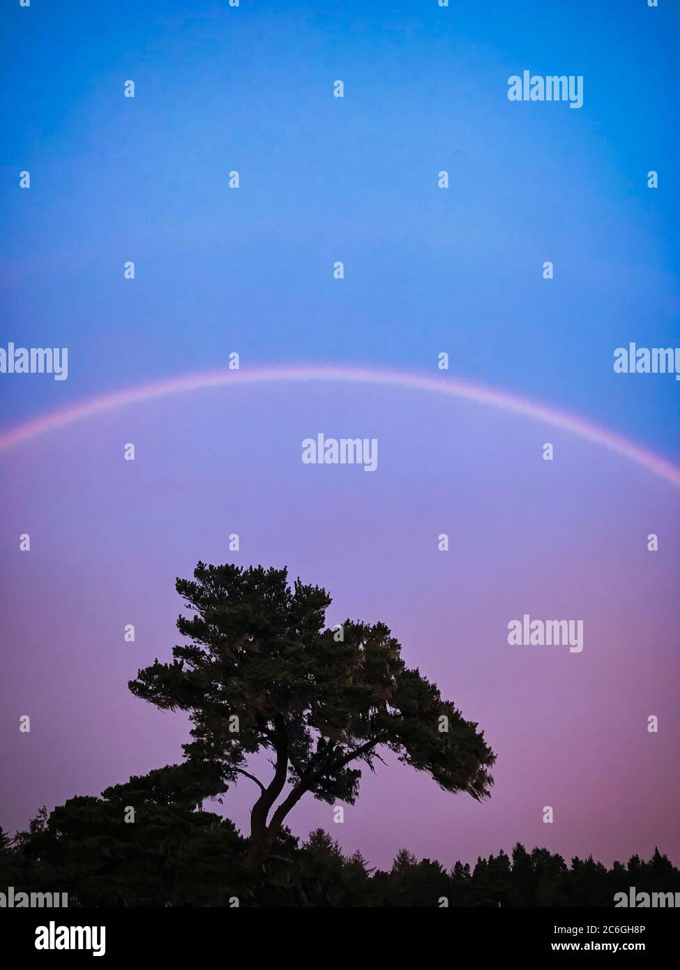 Double tree logo hi-res stock photography and images - Alamy