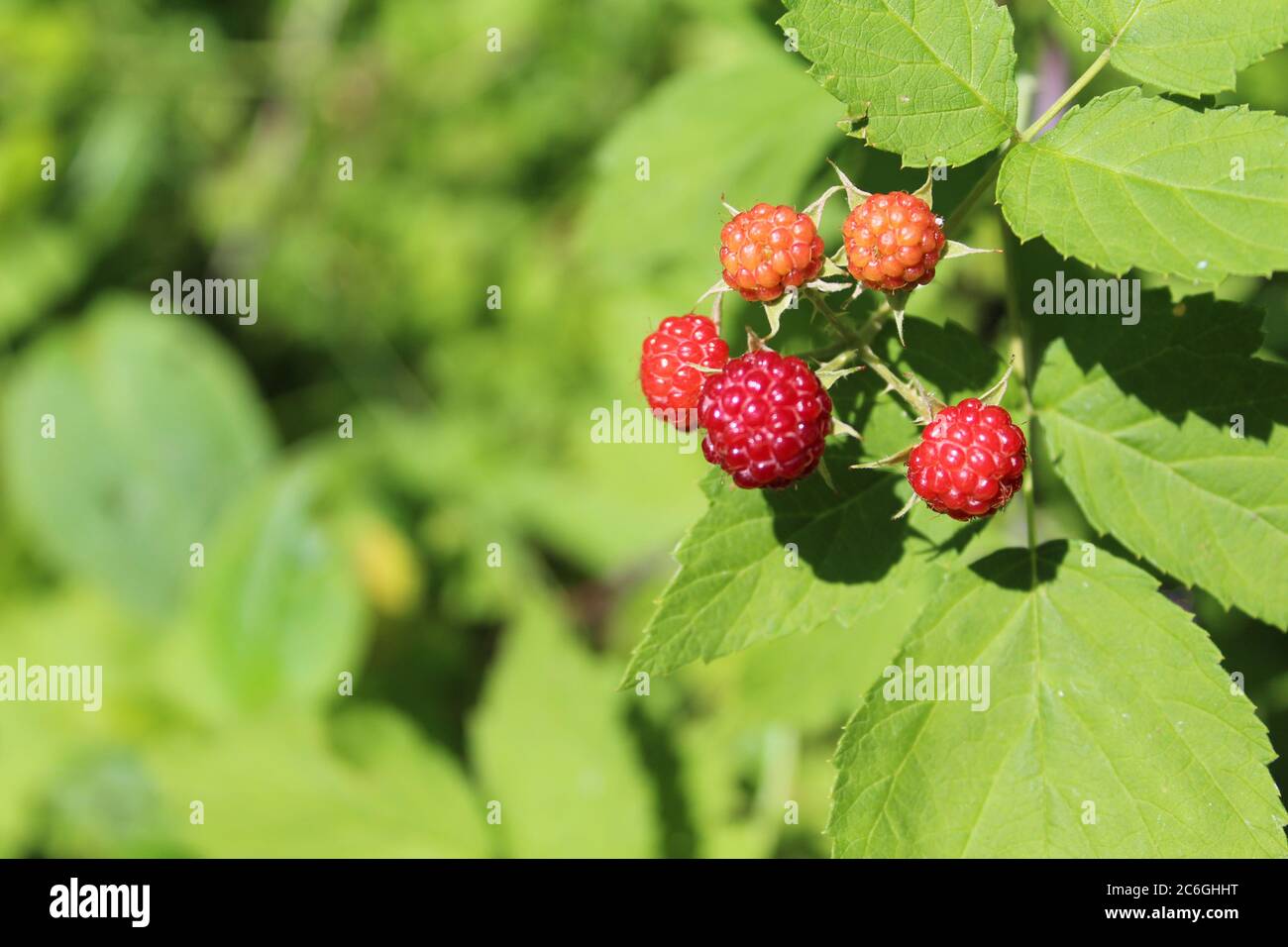 Linne woods hi-res stock photography and images - Alamy