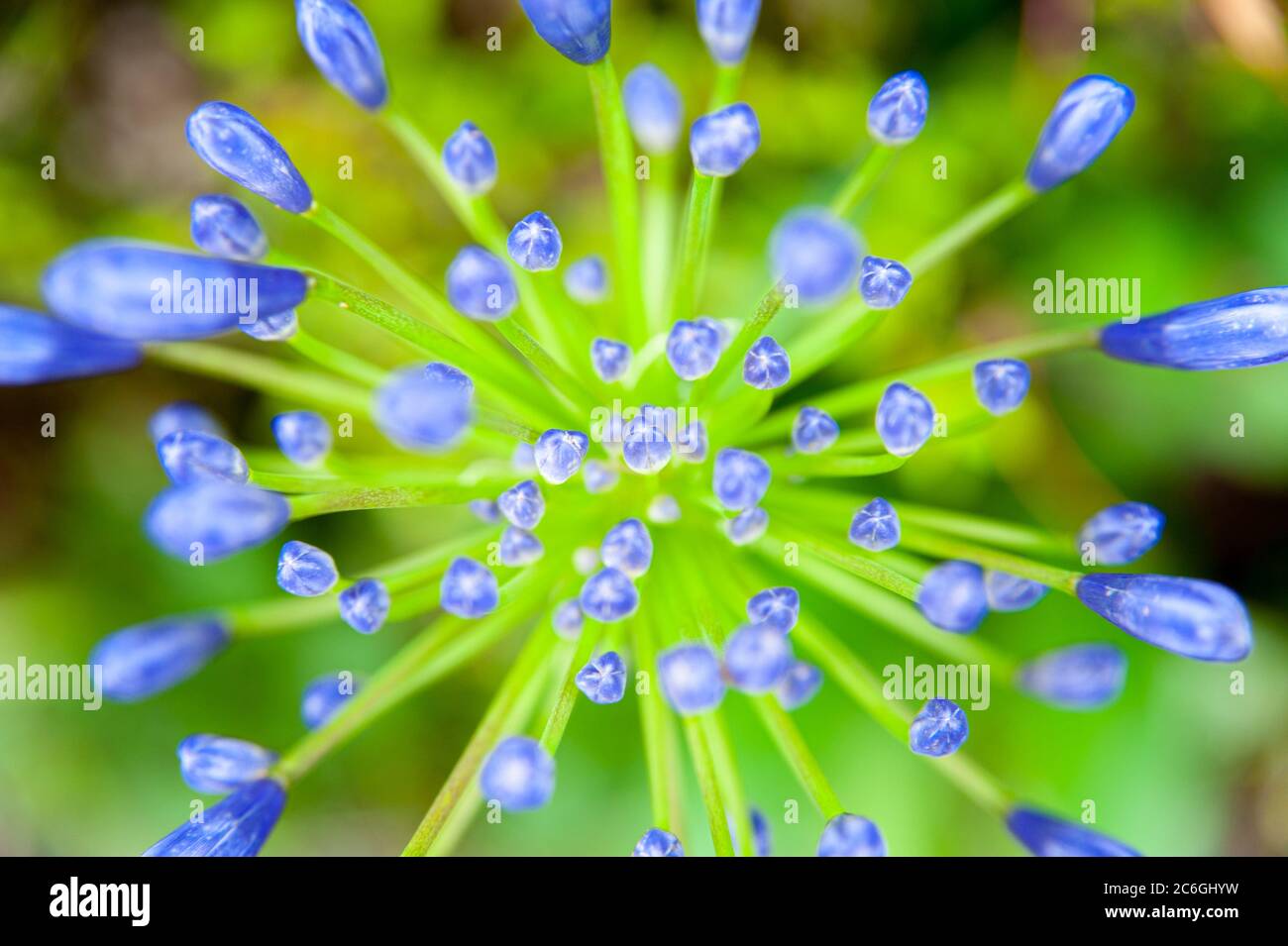 Prebloom hi-res stock photography and images - Alamy