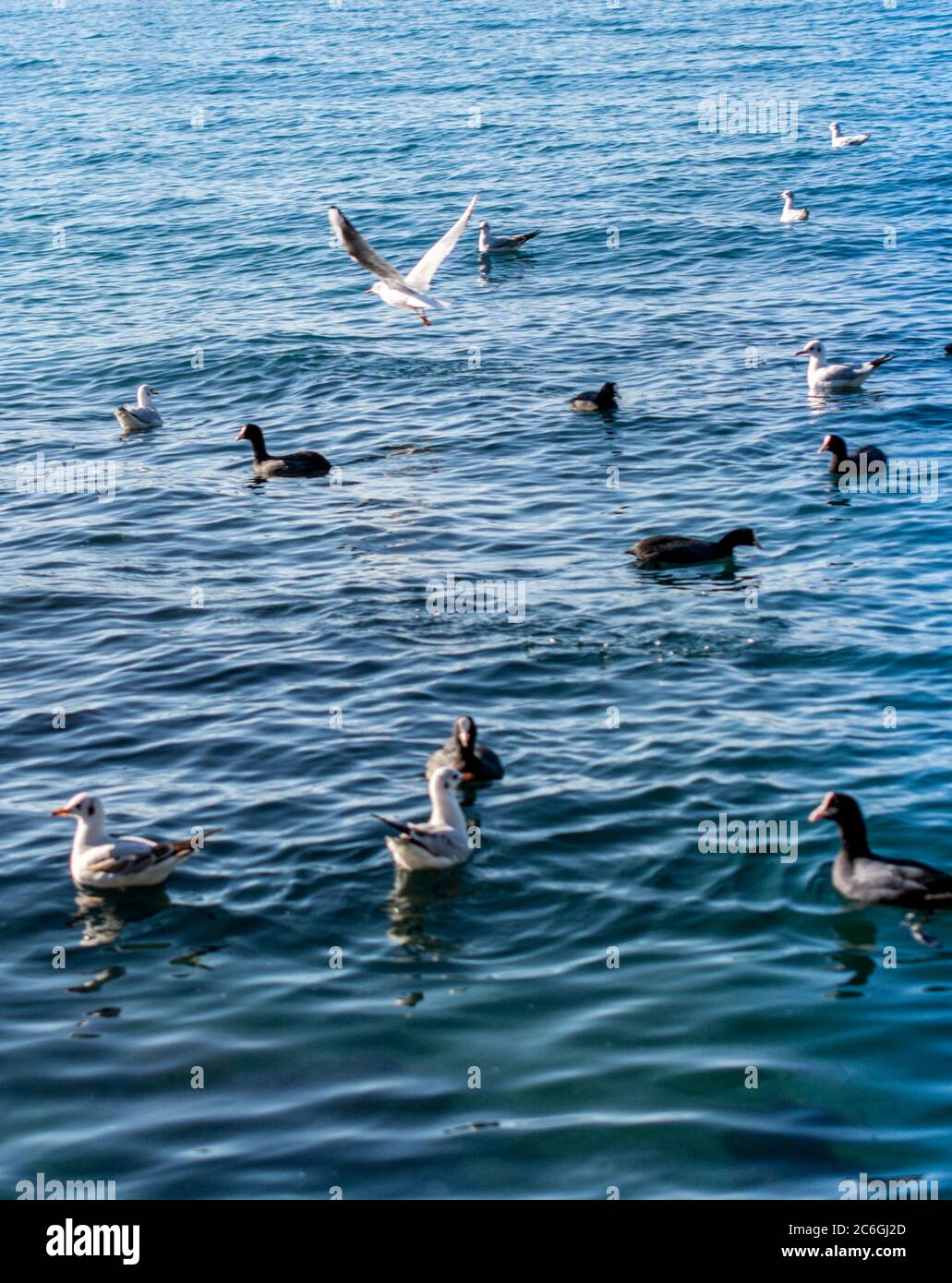 Seagulls are on and over the sea water Stock Photo - Alamy