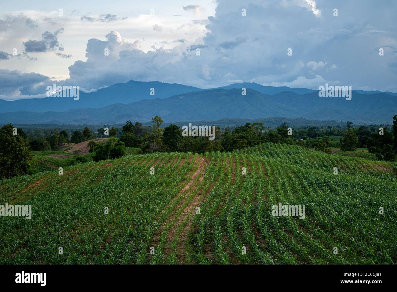Corn field at dusk hi-res stock photography and images - Alamy