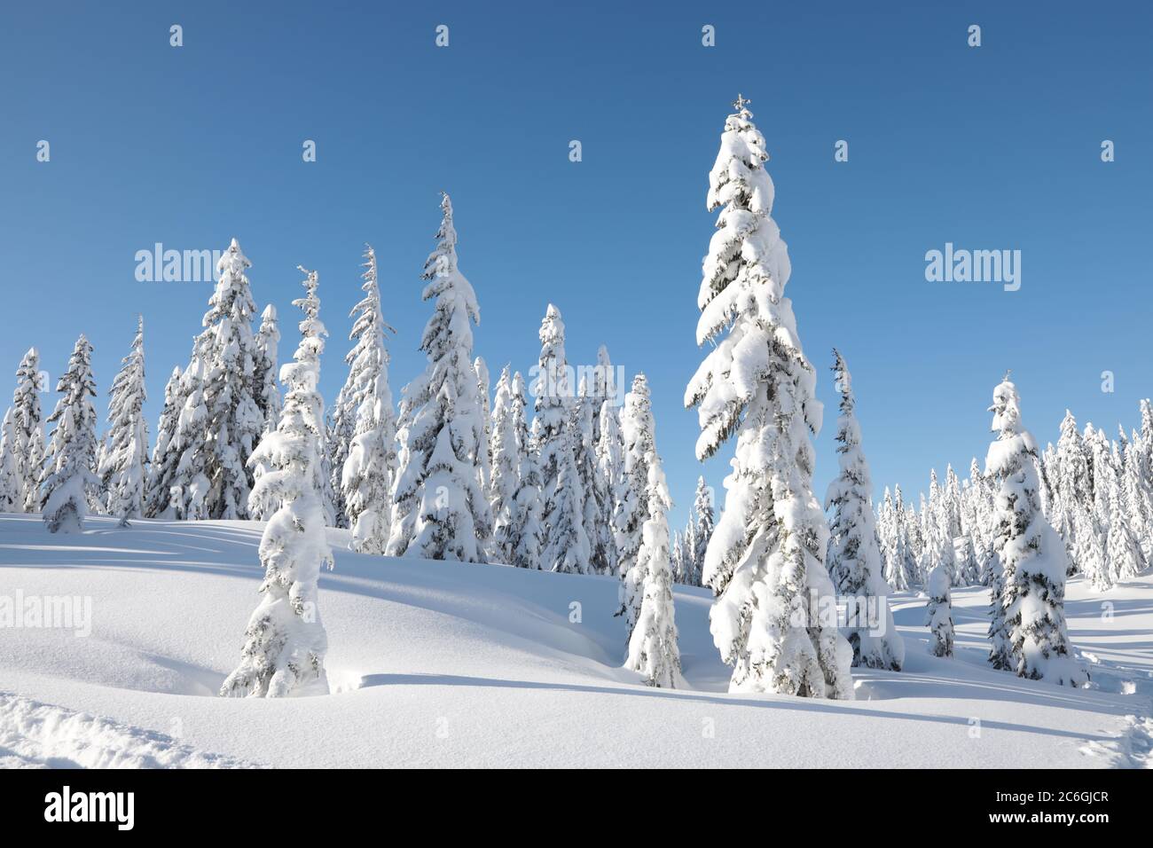 Snow on Trees Stock Photo - Alamy