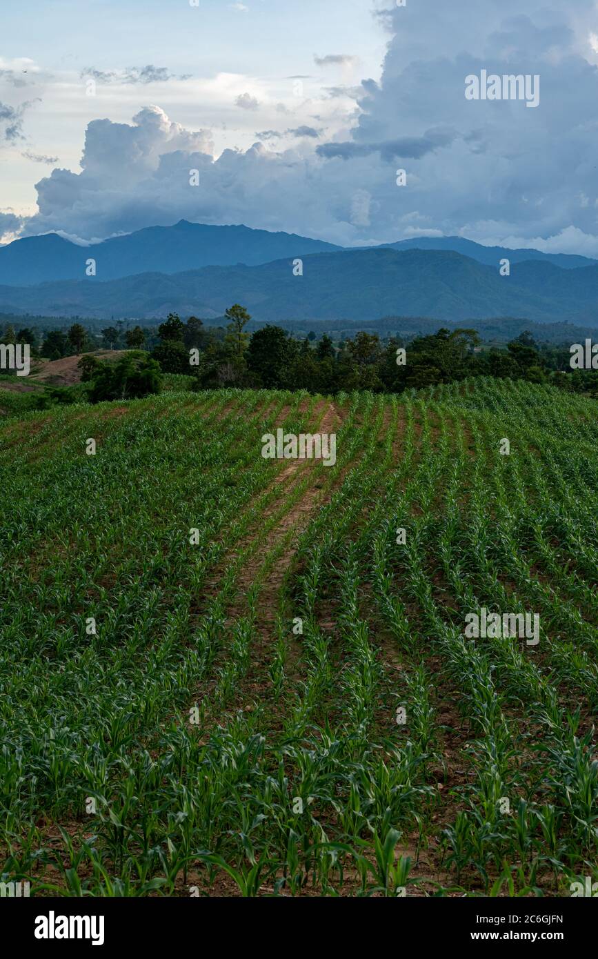Corn field at dusk, behind the mountains Stock Photo - Alamy