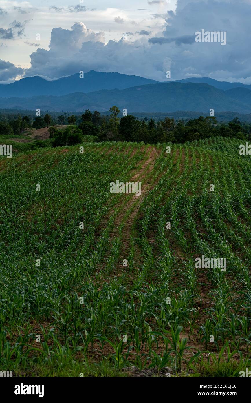 Corn field at dusk, behind the mountains Stock Photo - Alamy