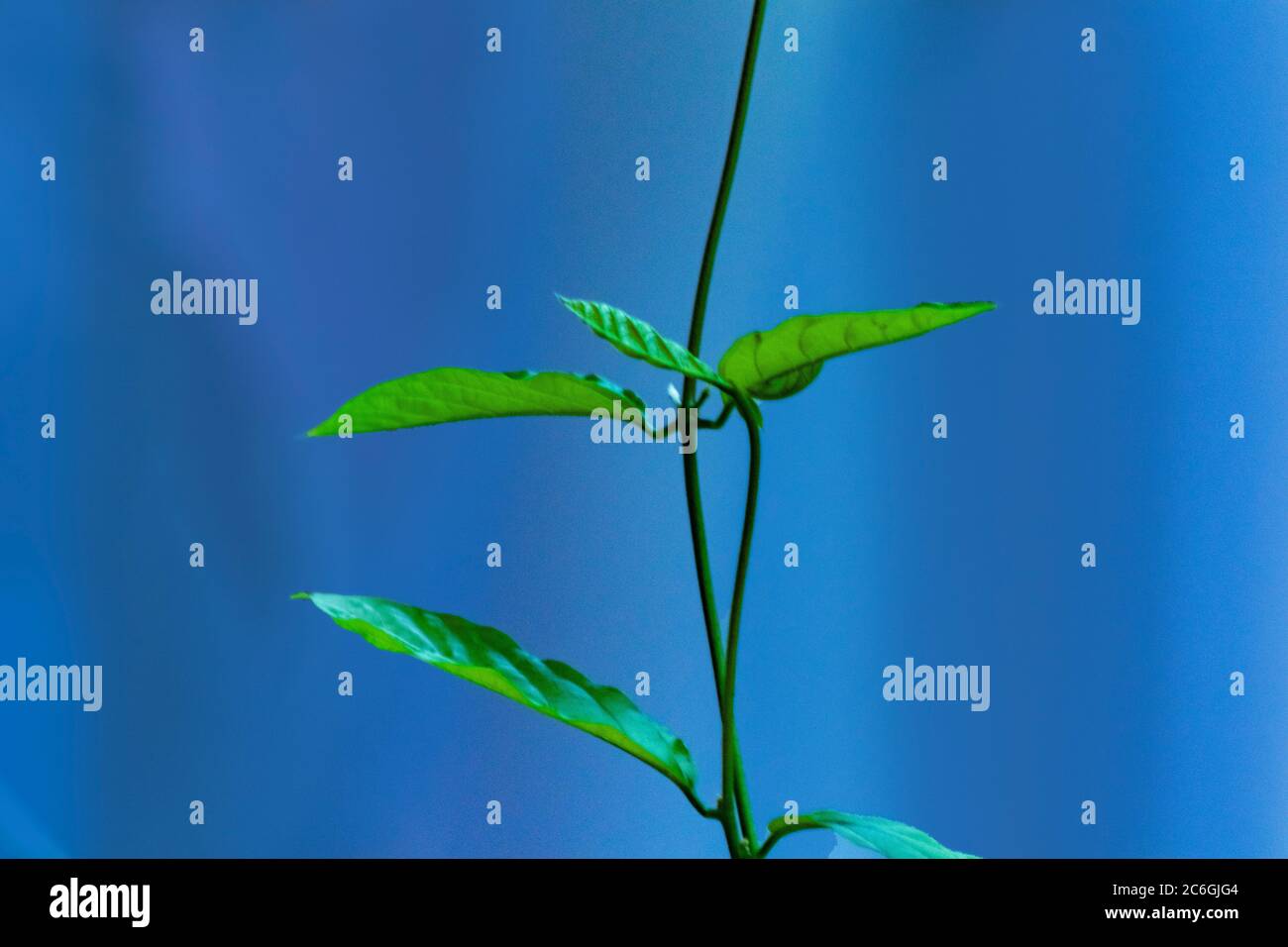 Morning leaf hi-res stock photography and images - Alamy