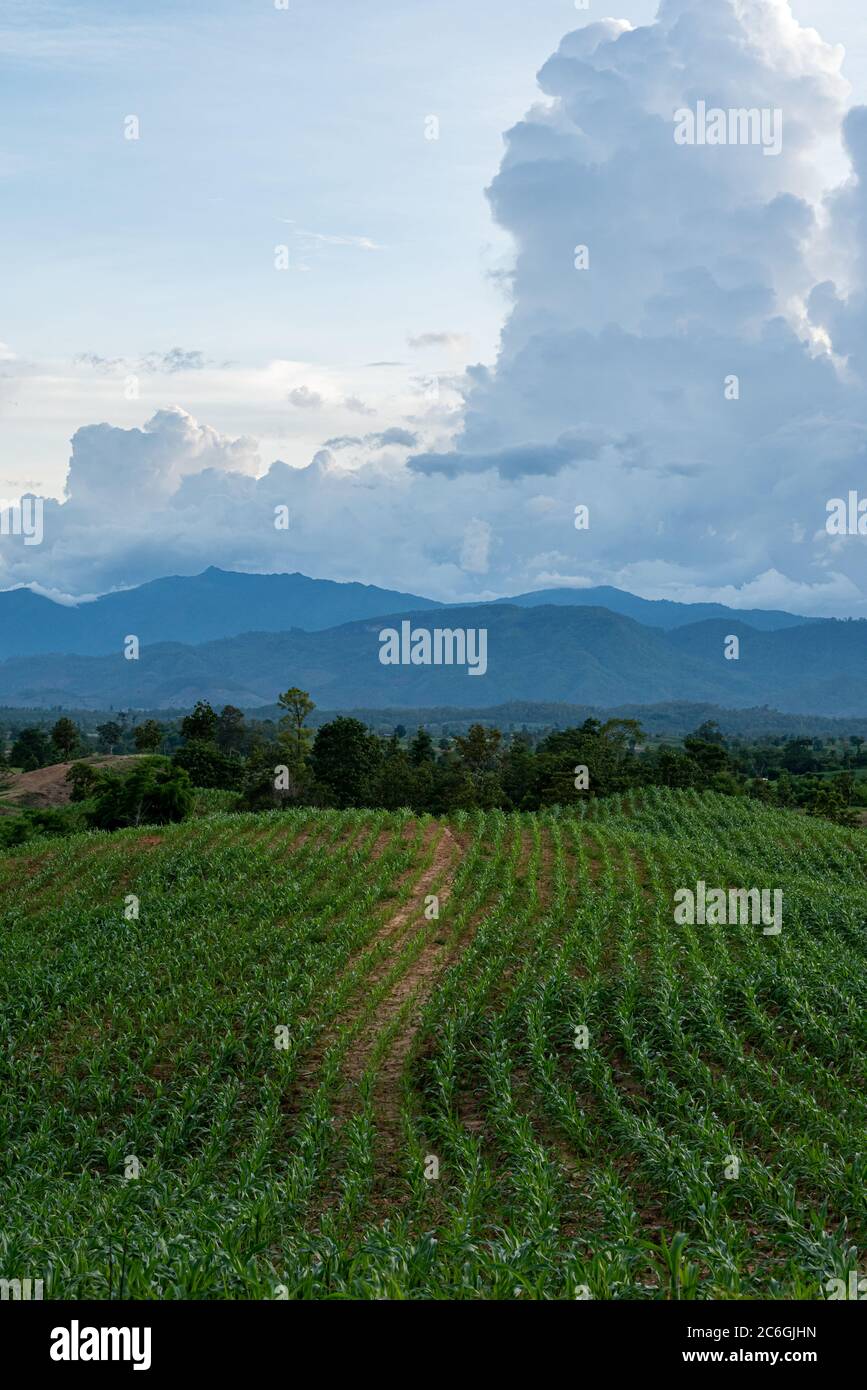 Corn field at dusk, behind the mountains Stock Photo - Alamy