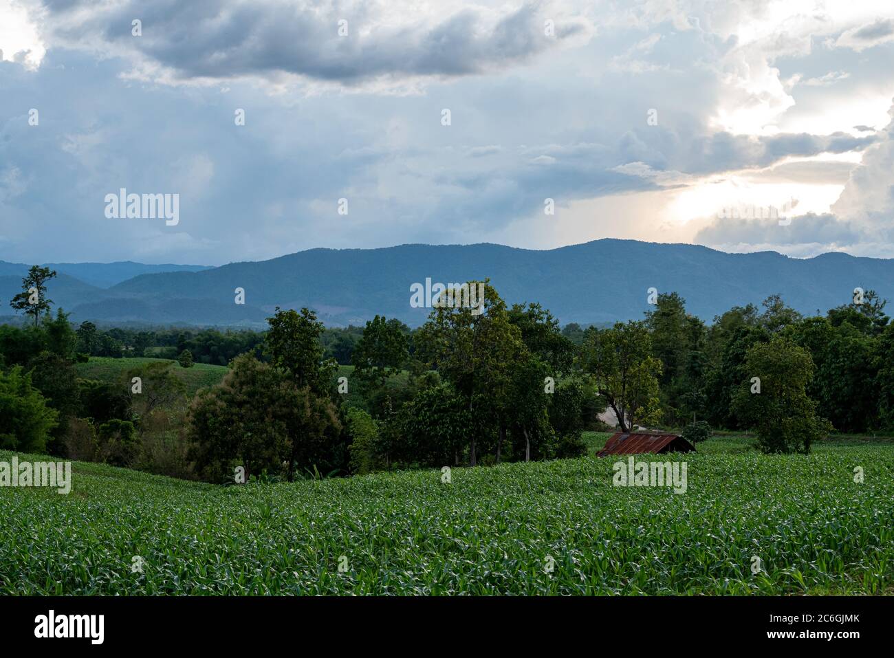 Corn field at dusk hi-res stock photography and images - Alamy