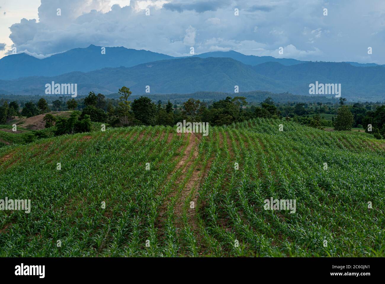 Corn field at dusk hi-res stock photography and images - Alamy
