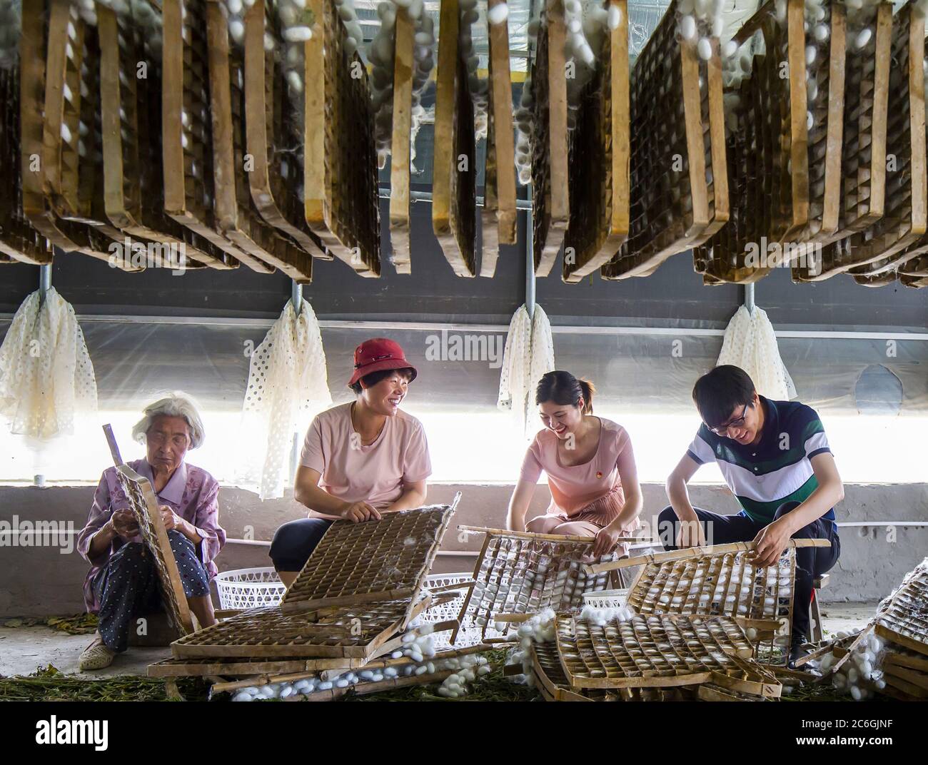 Local farmers are busy at collecting and organizing silkworm cocoons at ...
