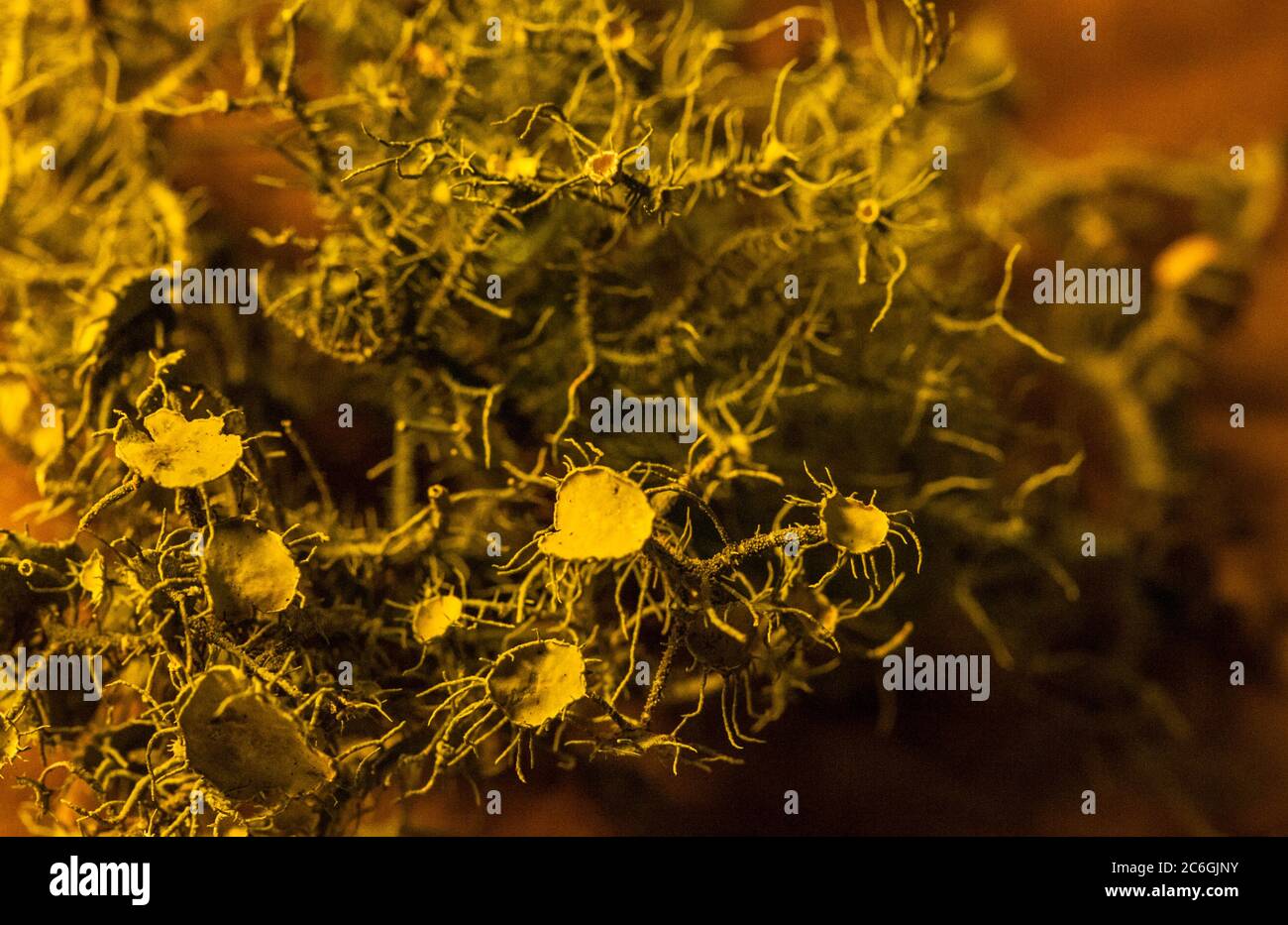Close-up or macro view of a lichen plant with tiny tendrils and small ...