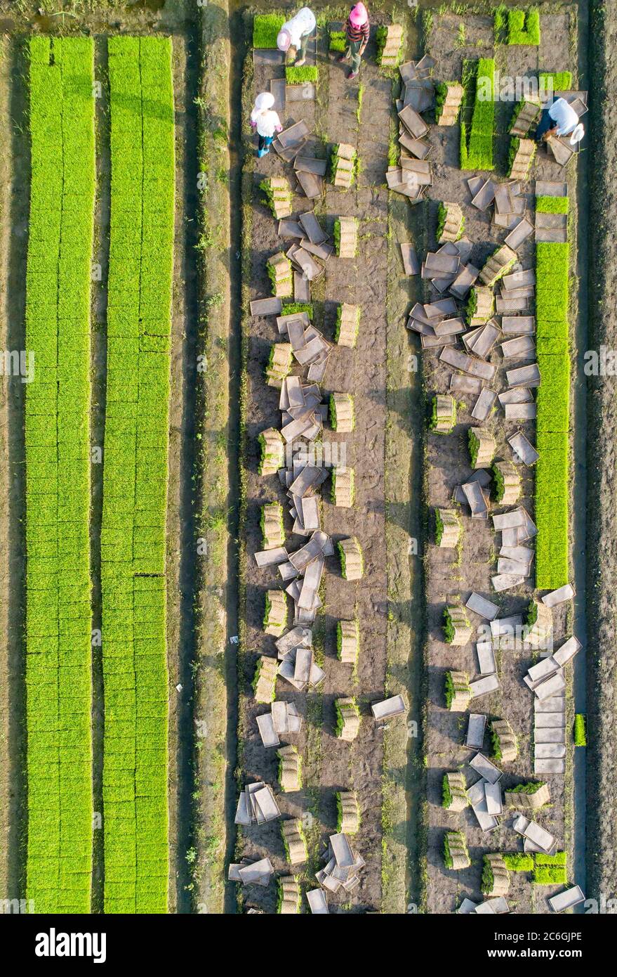 China rice farming jiangsu hi-res stock photography and images - Alamy