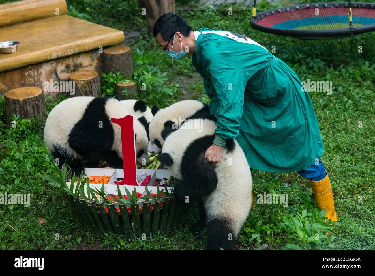 Panda cubs Shuangshuang, Chongchong, Xixi and Qingqing with their "hot ...