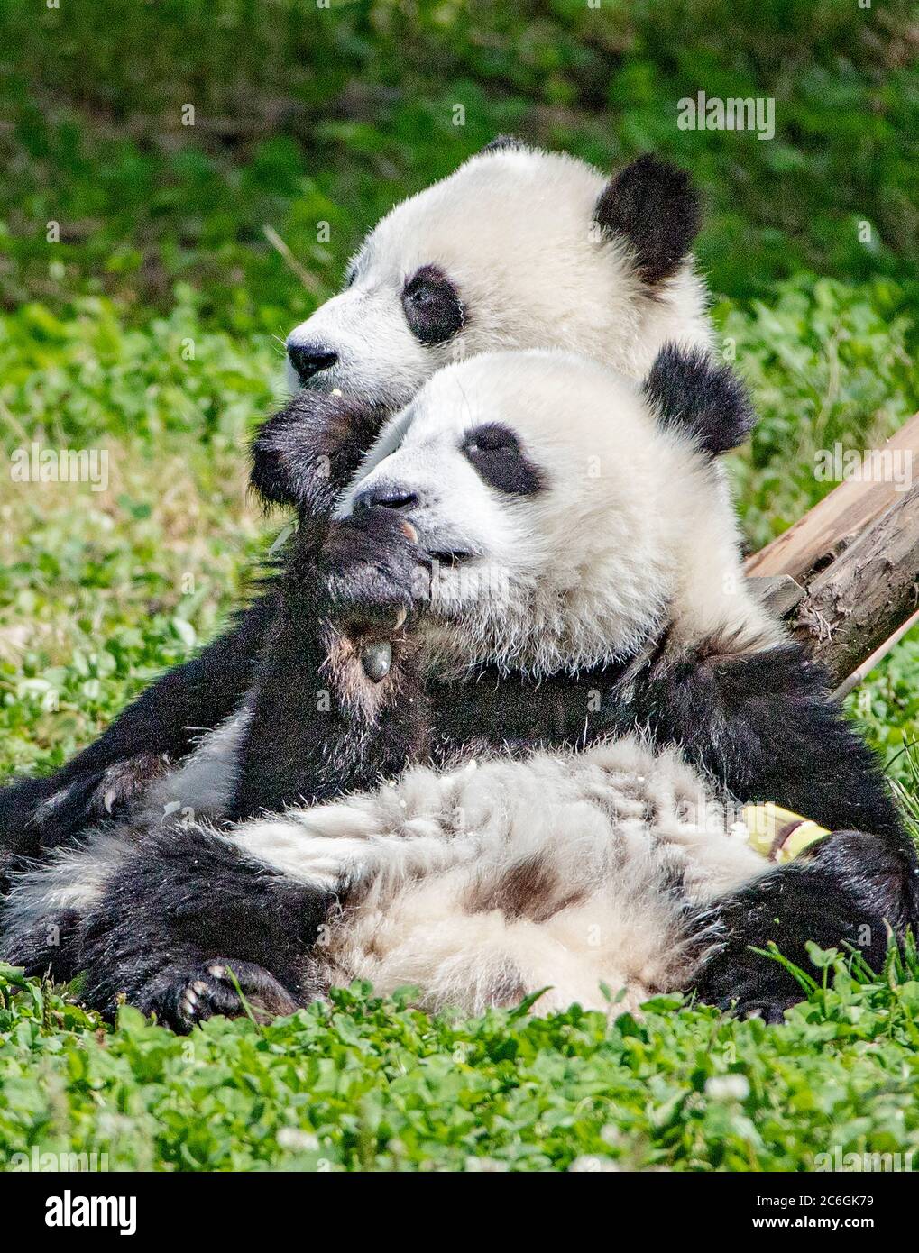 Photos taken between June 9 and June 10 show the giant pandas playing ...