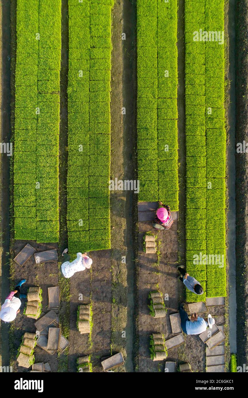 China rice farming jiangsu hi-res stock photography and images - Alamy
