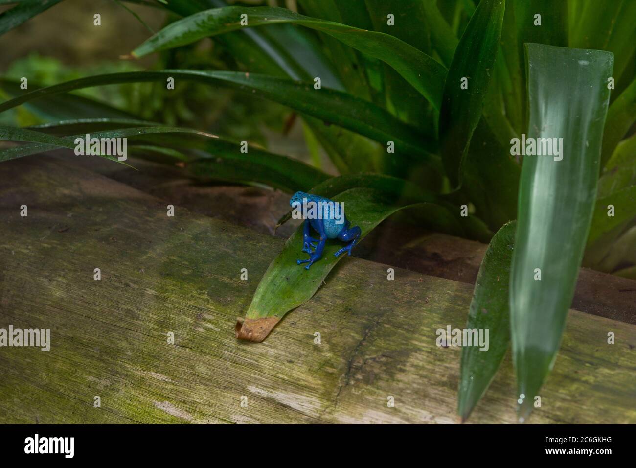Tiny frog, micro frog, poison dart frog, Sky-blue, tropical frog, mini ...