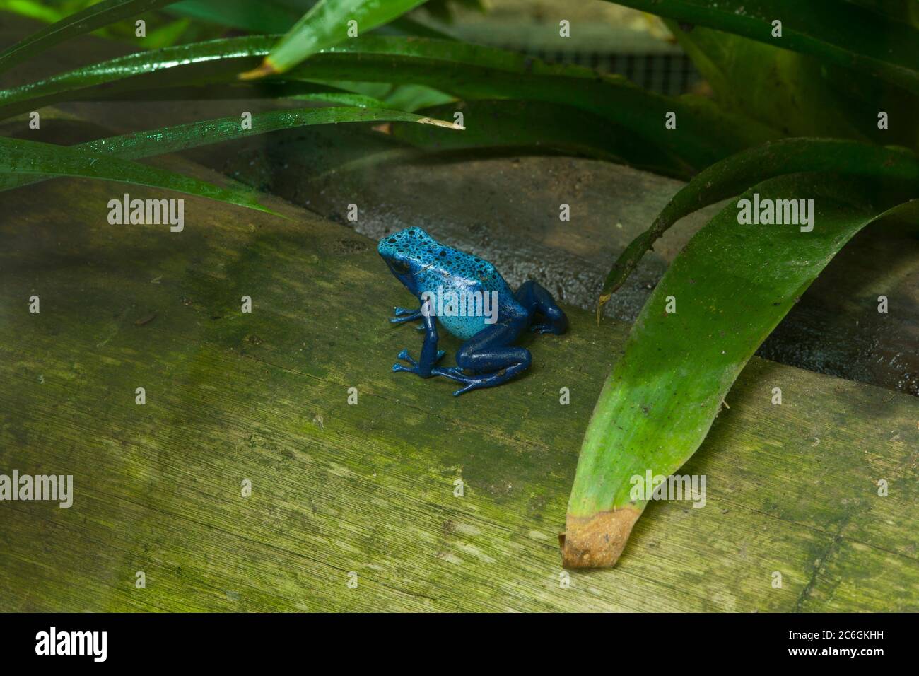 Tiny frog, micro frog, poison dart frog, Sky-blue, tropical frog, mini ...