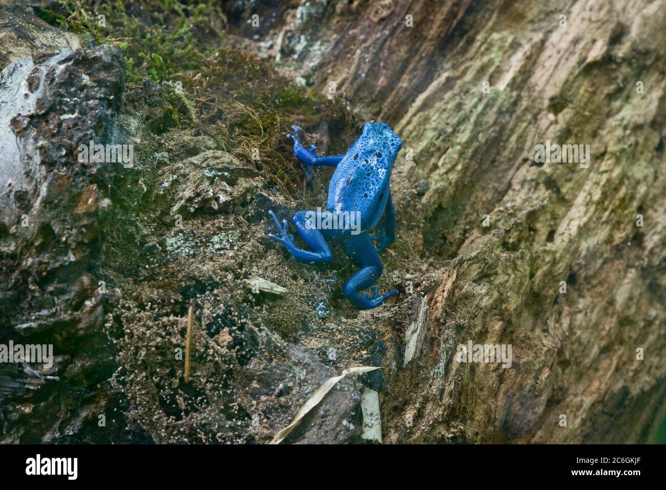 Tiny frog, micro frog, poison dart frog, Sky-blue, tropical frog, mini ...