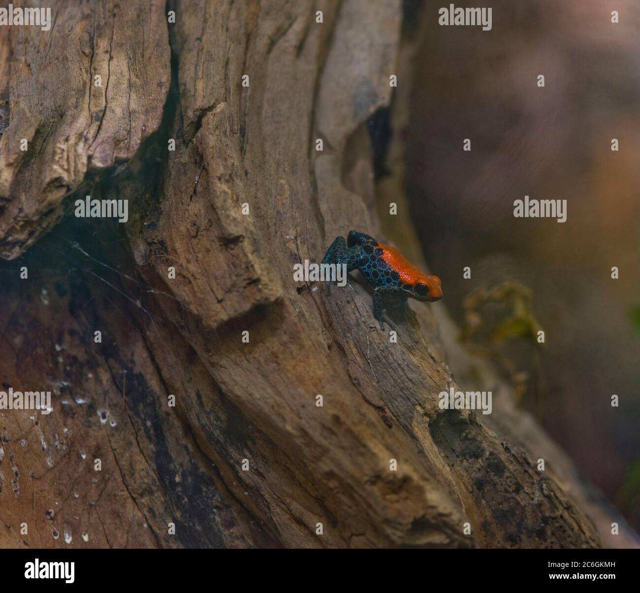 Tiny frog, Ranitomeya, poison dart frog, colourful frog, tropical frog ...