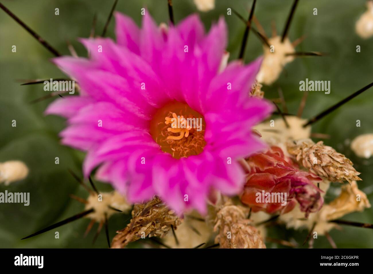 Cactus, cacti, flowering, sharp needles, desert flora, dry conditions ...