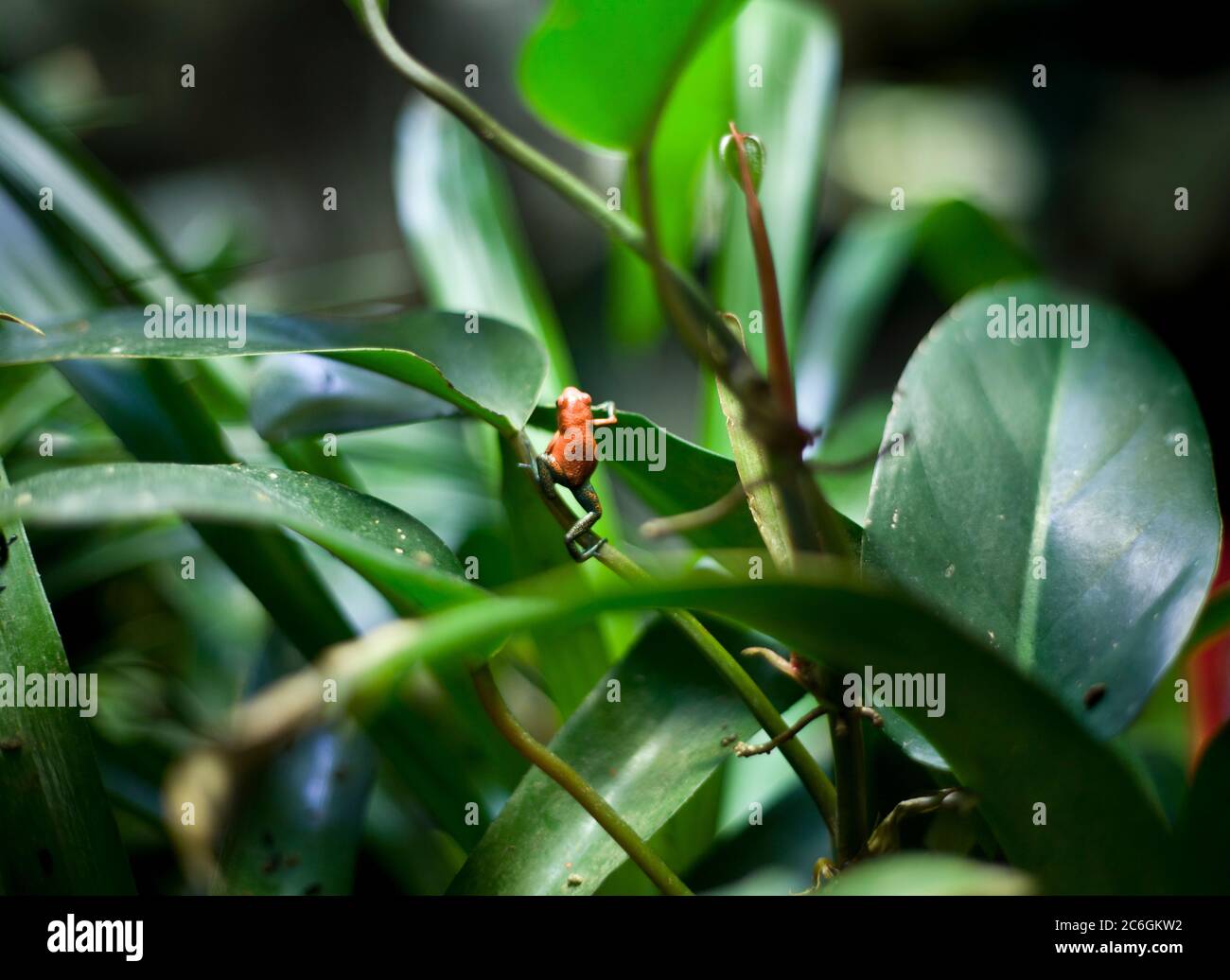Tiny frog, Ranitomeya, poison dart frog, colourful frog, tropical frog ...