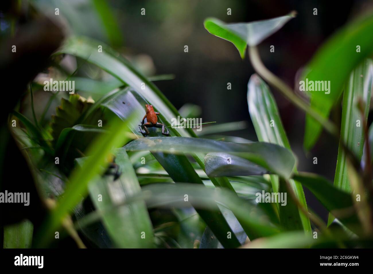 Tiny frog, Ranitomeya, poison dart frog, colourful frog, tropical frog ...