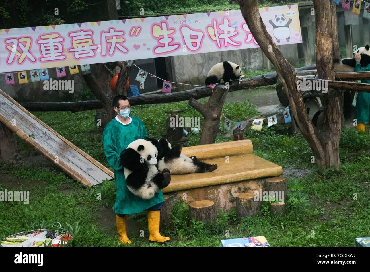 Panda cubs Shuangshuang, Chongchong, Xixi and Qingqing with their "hot ...