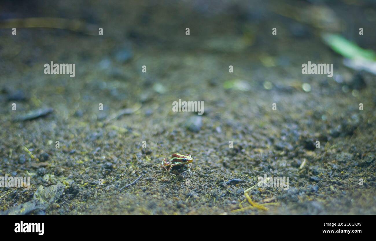 Tiny frog, micro frog, poison dart frog, colourful frog, tropical frog ...