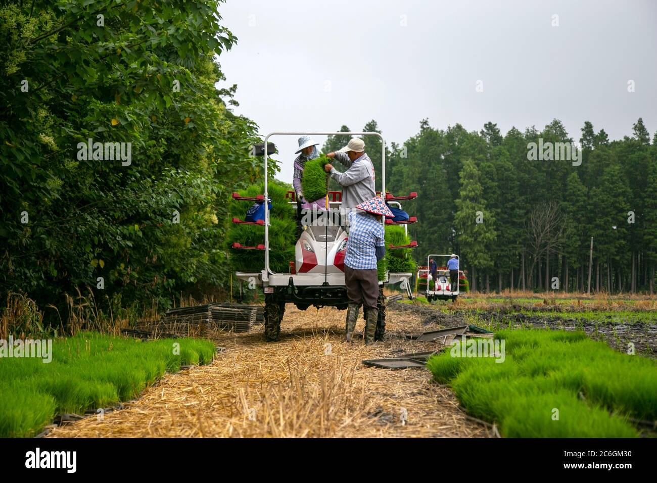 Working in paddy field hi-res stock photography and images - Alamy